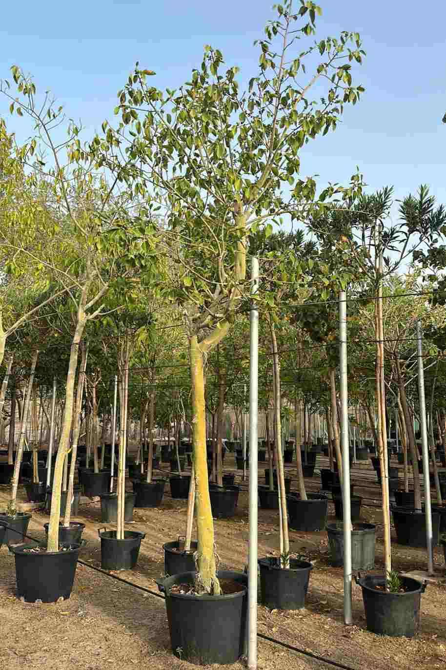 Ficus infectoria (White Fig) | skyhigh greens